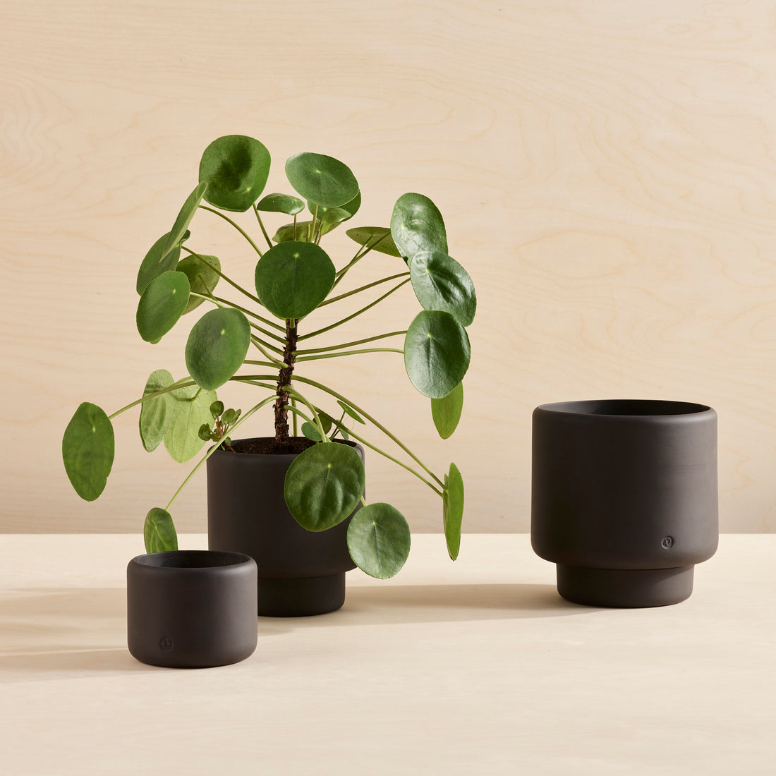 BOTANY Plant Pot, Large – Aaron Probyn